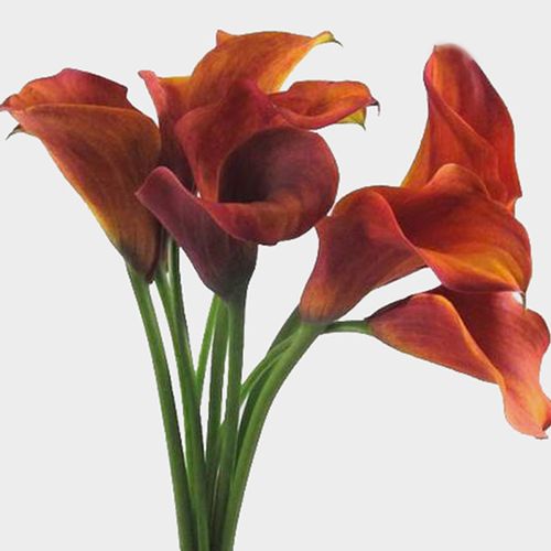 Orange Mango Mini Calla Lily - Wholesale - Blooms By The Box