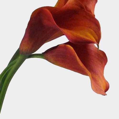 Orange Mango Mini Calla Lily - Wholesale - Blooms By The Box