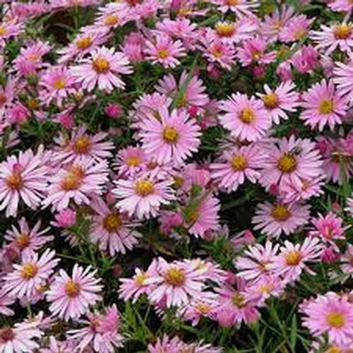 Wholesale Monte Casino (Pink) - Blooms by the Box