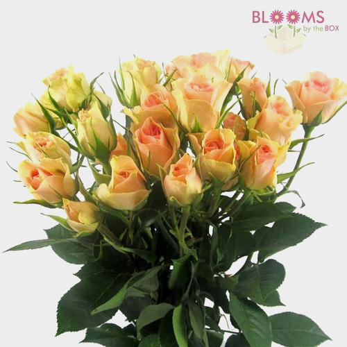 Peach Spray Roses