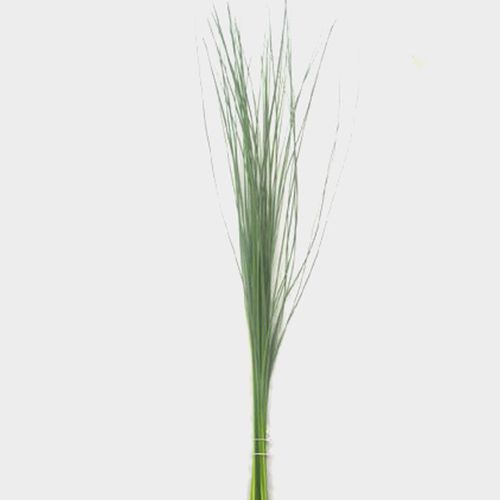 Steel Grass Greenery - Wholesale - Blooms By The Box