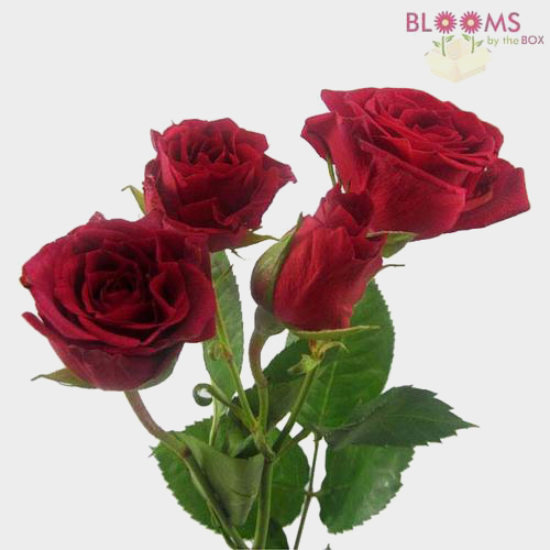 Wholesale Spray Rose Red 50cm - Blooms by the Box
