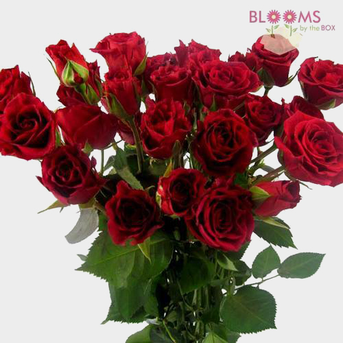 Wholesale Spray Rose Red 50cm - Blooms by the Box