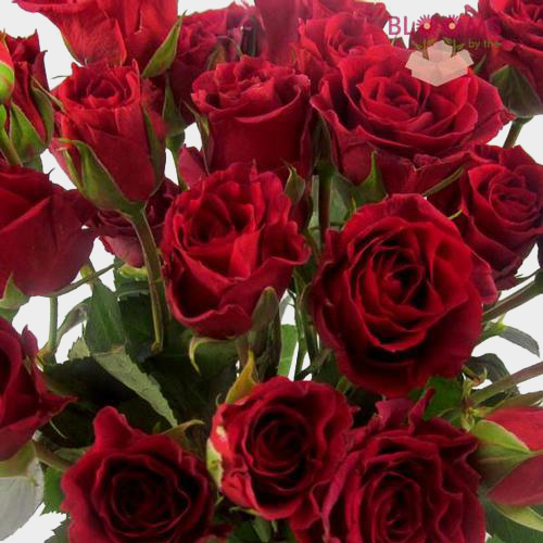 Wholesale Spray Rose Red 50cm - Blooms by the Box