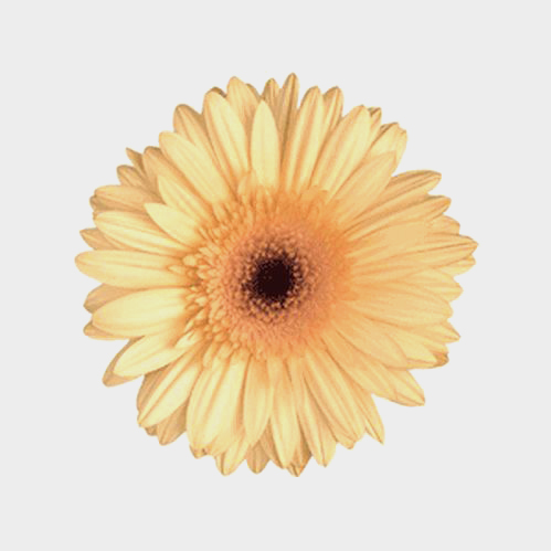 Mini Gerbera Daisy Cream Flower - Wholesale - Blooms By The Box