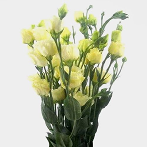 Cream Lisianthus Flower - Wholesale - Blooms By The Box