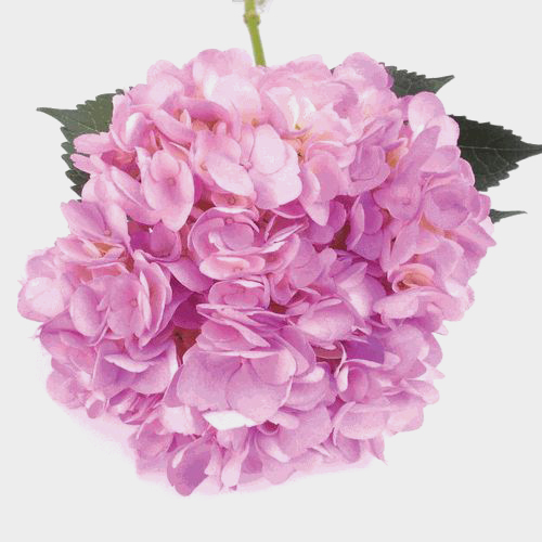 Spray Tinted Hydrangea Flower - Light Violet - Wholesale - Blooms By ...