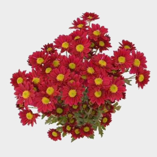 Pompon Daisy Red Flowers - Wholesale - Blooms By The Box