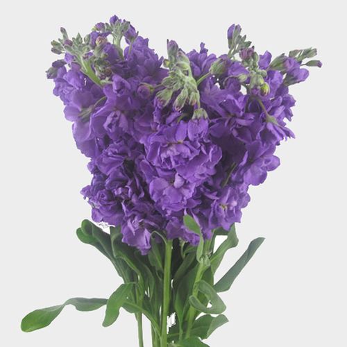 Stock Mid Blue Flower - Wholesale - Blooms By The Box