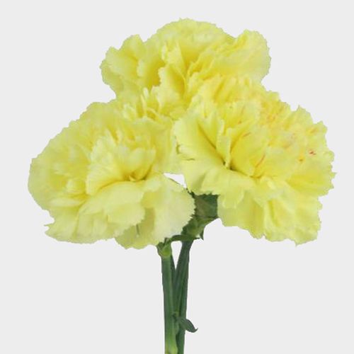 Yellow Carnation Flower - Fancy - Wholesale - Blooms By The Box