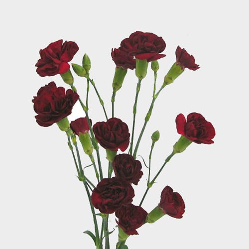 Burgundy Mini Carnation Flowers - Wholesale - Blooms By The Box