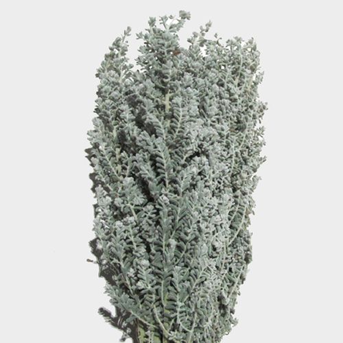 Kochia - Wholesale - Blooms By The Box