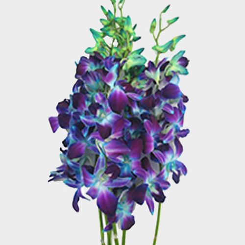 Dendrobium Dyed Blue Large Flower - Wholesale - Blooms By The Box