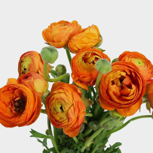Orange Ranunculus Wholesale – Blooms by the Box