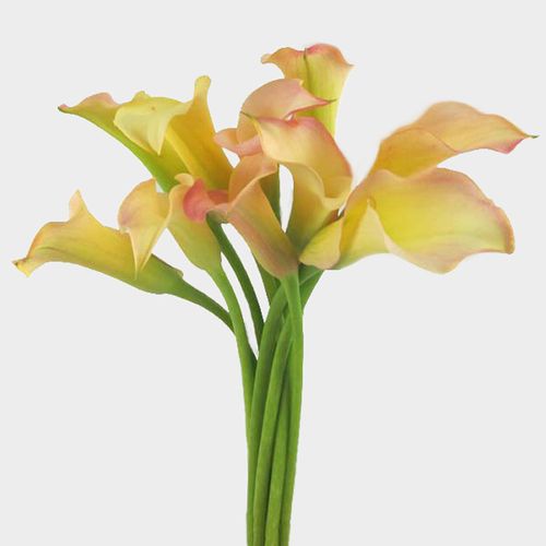 Calla Lily Mini Peach Flower - Wholesale - Blooms By The Box