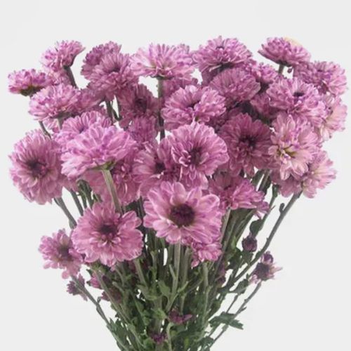 Pompon Button Purple Flowers - Wholesale - Blooms By The Box