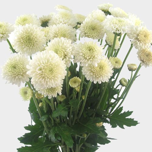Pompon Button White Flower - Wholesale - Blooms By The Box