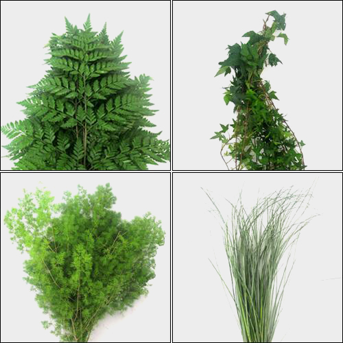 Classic Greens Bulk Pack - Wholesale - Blooms By The Box