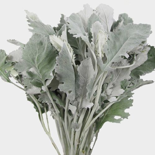 Dusty Miller Large Greenery - Wholesale - Blooms By The Box