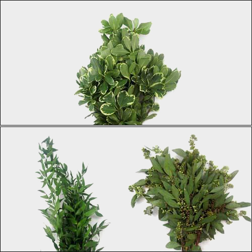 Rustic Wedding Greens Bulk Pack - Mini - Wholesale - Blooms By The Box