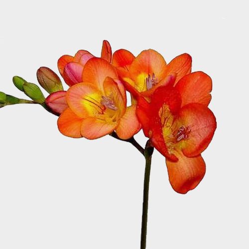 Orange Freesia Flower - Wholesale - Blooms By The Box