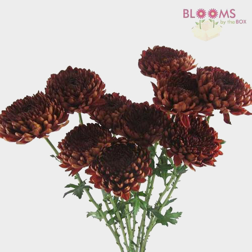 Wholesale Mums & Spider Mums – BloomsByTheBox.com