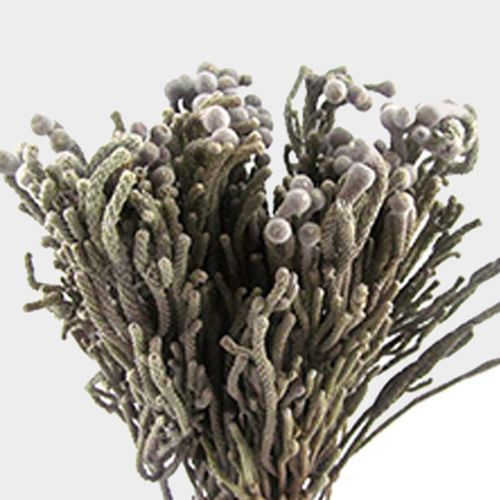 Silver Brunia Stem