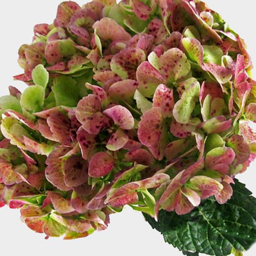 Hydrangea Green Antique Flower - Wholesale - Blooms By The Box
