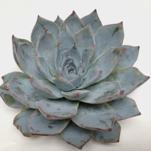 Blue Star Medium Succulents 9cm - Wholesale - Blooms By The Box