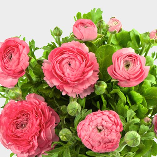 Light Pink Ranunculus Bouquet