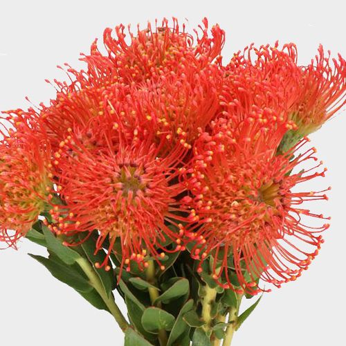 Orange Pincushion Protea Beautiful Yellow Orange Pincushion Protea