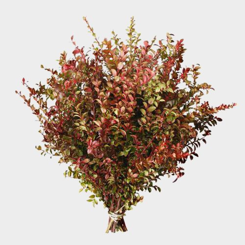 Huck Red - Wholesale - Blooms By The Box