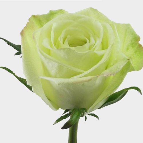 Light Green Roses