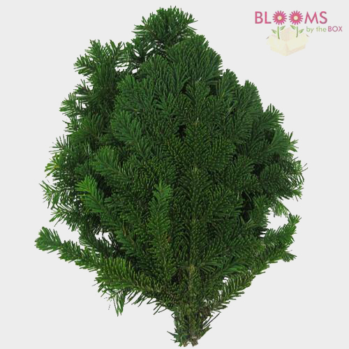 Silver Fir Tips 25 lb Box - Wholesale - Blooms By The Box