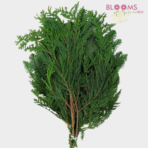 Mixed Evergreens 25-30 lb Box - Wholesale - Blooms By The Box