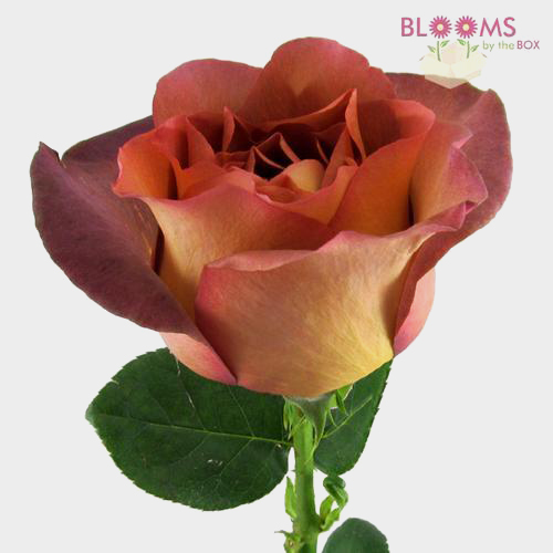 Rose Coffee Break 40 cm. (Large Head) - Wholesale - Blooms By The Box