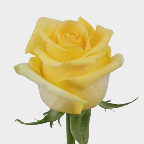 Rose Hummer 50 cm. Bulk - Wholesale - Blooms By The Box