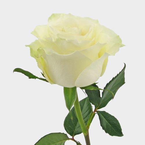 Rose Mondial 50 cm. Bulk - Wholesale - Blooms By The Box