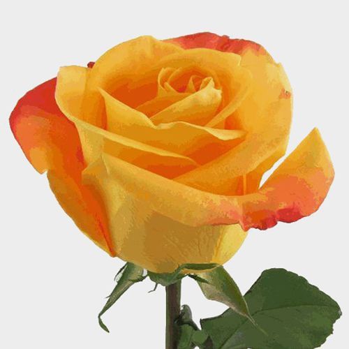 Rose Orange 50 cm. Bulk - Wholesale - Blooms By The Box