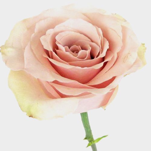 Rose Quicksand 50 cm. Bulk - Wholesale - Blooms By The Box