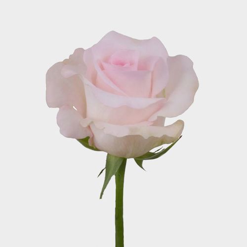 Rose Sweet Akito 50 cm. Bulk - Wholesale - Blooms By The Box