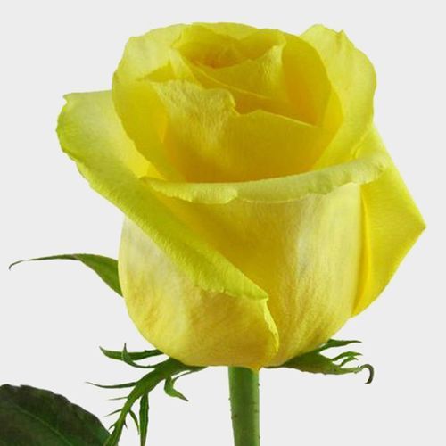 Rose Tara 40 cm. Bulk - Wholesale - Blooms By The Box