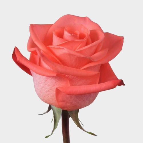 Wholesale Rose Wow 50 cm. - Blooms by the Box