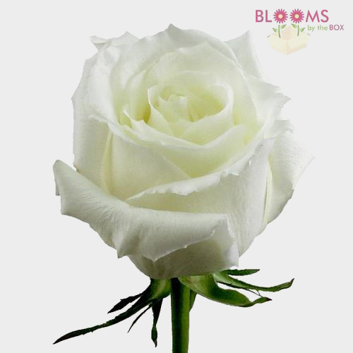 Rose White 50 cm. Bulk - Wholesale - Blooms By The Box