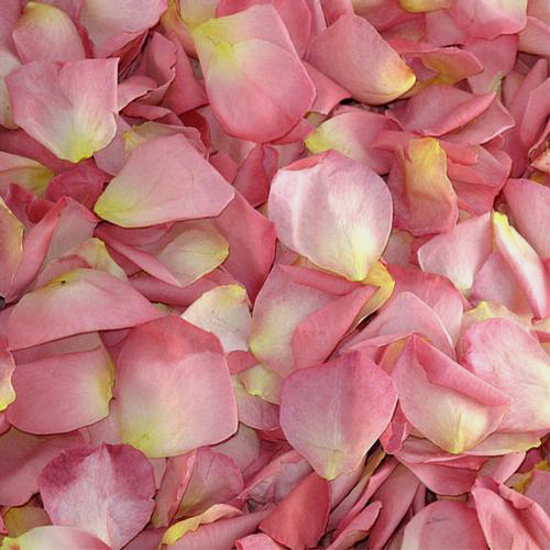 Enchanting Fd Rose Petals (30 Cups) - Wholesale - Blooms By The Box