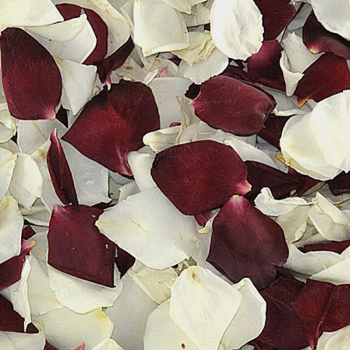 Kelsey's Red and White Rose Petals (30 Cups) - Wholesale - Blooms By ...