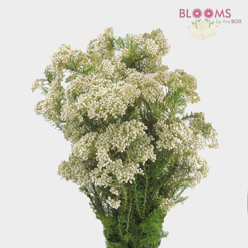 What Is White Rice Flower at Kristi Gayman blog