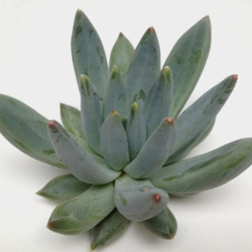 Hookerii Small Succulents 5cm - Wholesale - Blooms By The Box