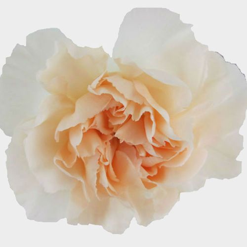 Peach Fancy Carnation Flowers - Wholesale - Blooms By The Box