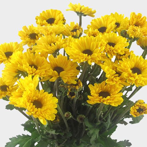 Yellow Chrysanthemum Bouquet